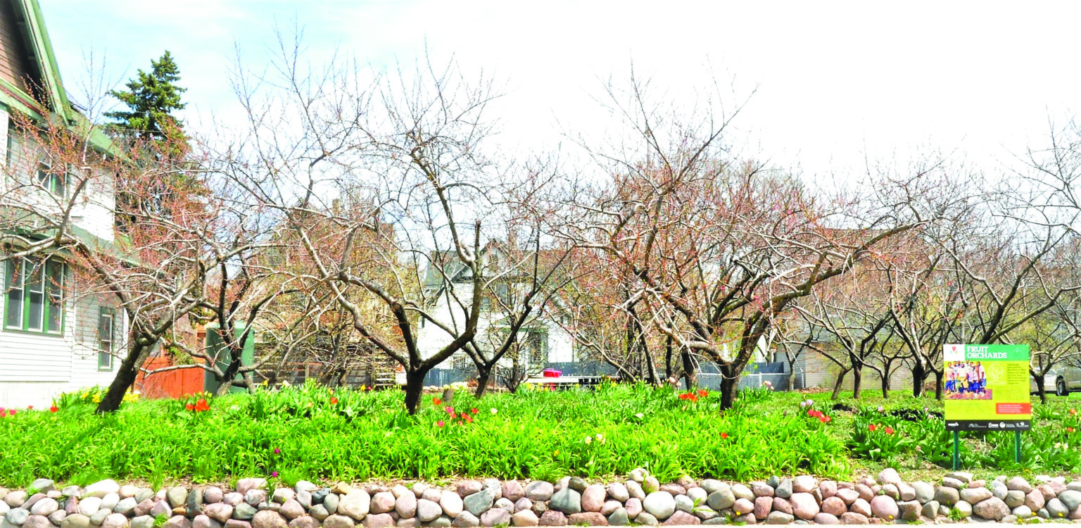 Despite pandemic, Walnut Way program is READY TO BEAR FRUIT ...